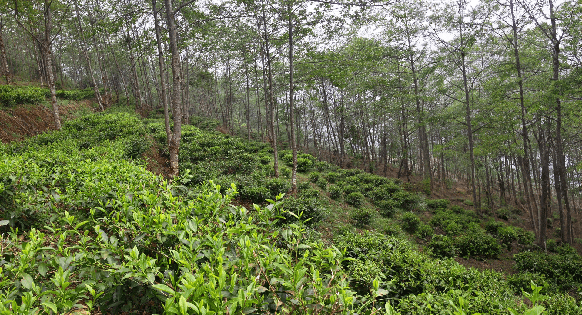 Top of the World Teas | Nepali Loose Leaf Tea – Nepal Tea